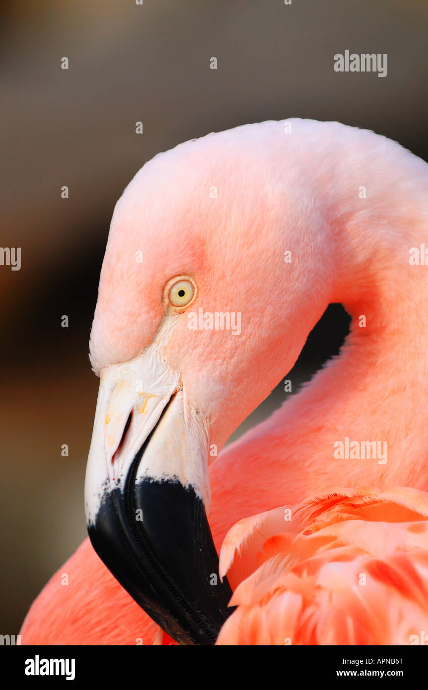 Flaming feathers hi-res stock photography and images - Alamy