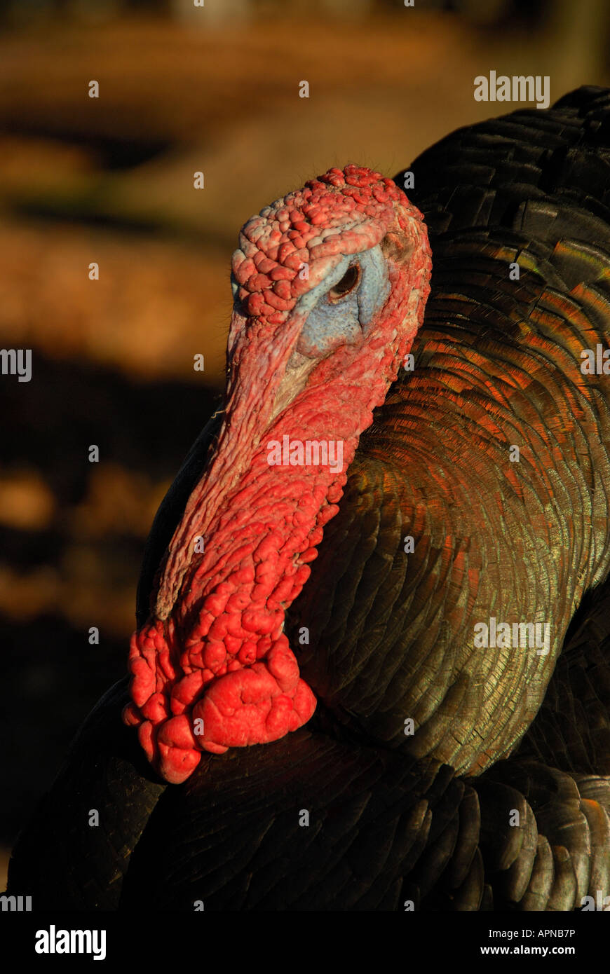 Turky hi-res stock photography and images - Alamy