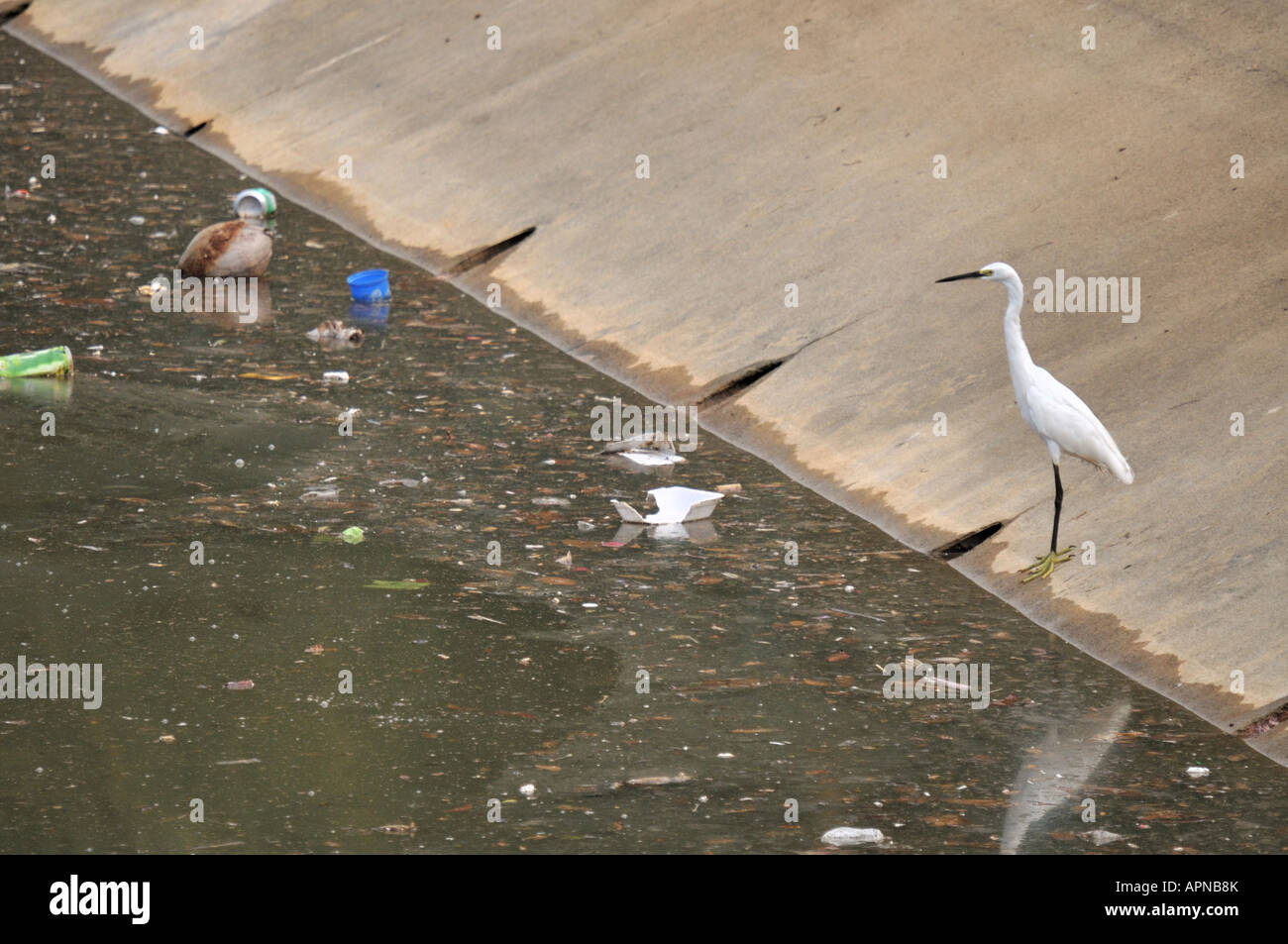 Bird and pollution hi-res stock photography and images - Alamy