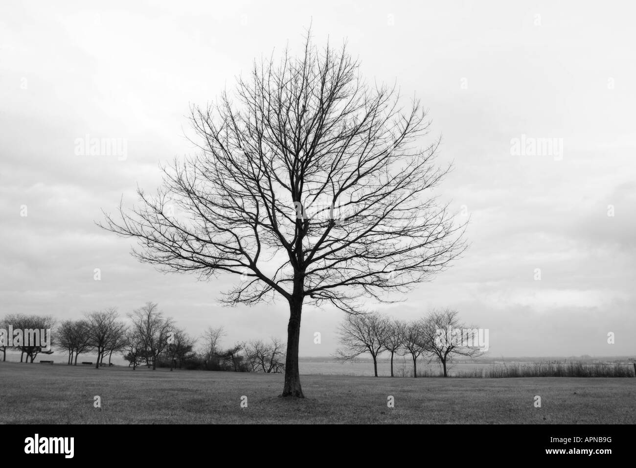 New leaves trees in Black and White Stock Photos & Images - Alamy
