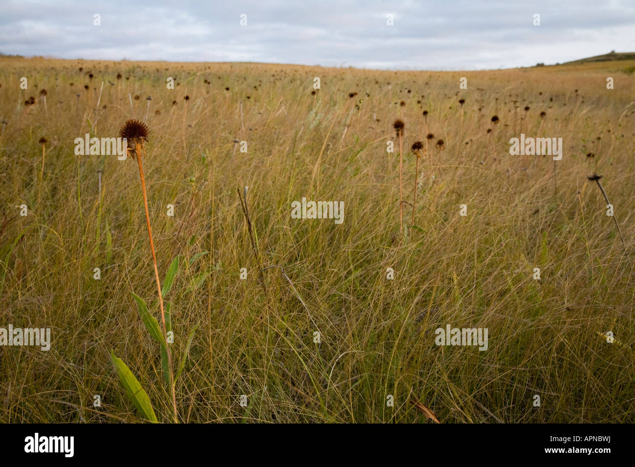 thistle and prairie grass in western North Dakota Stock Photo - Alamy
