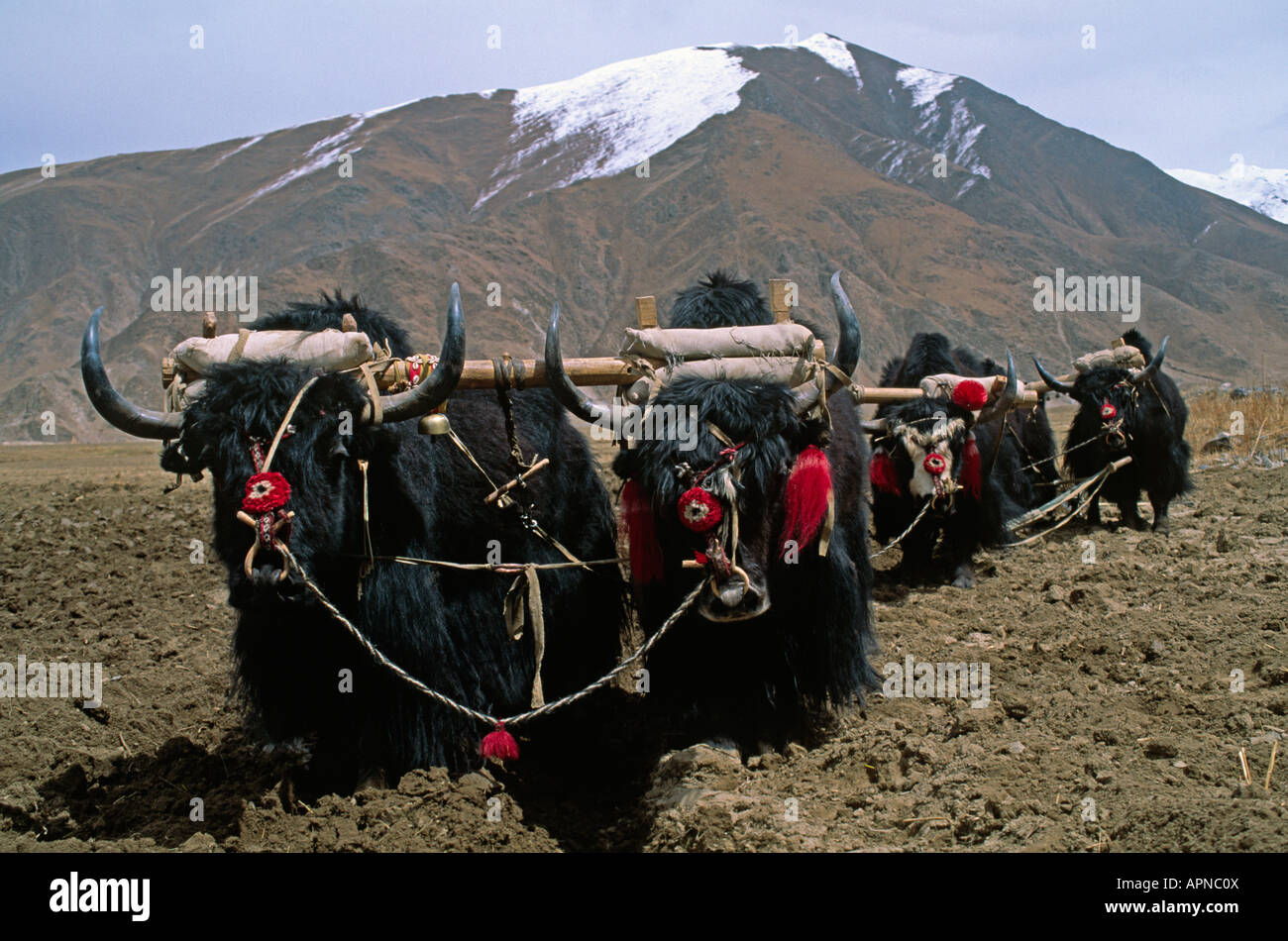 Teams of YAKS are used to PLOW the fields which will be planted with ...