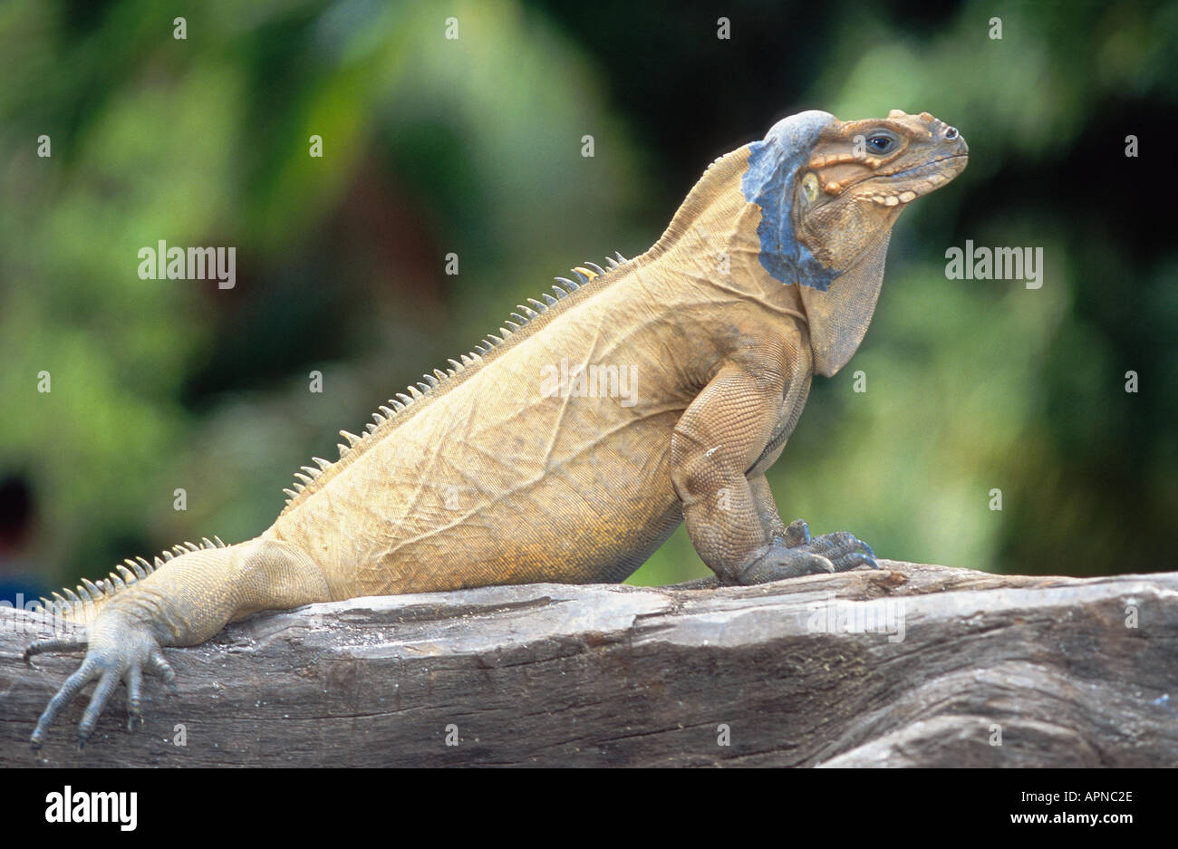 West indian rock iguana hi-res stock photography and images - Alamy