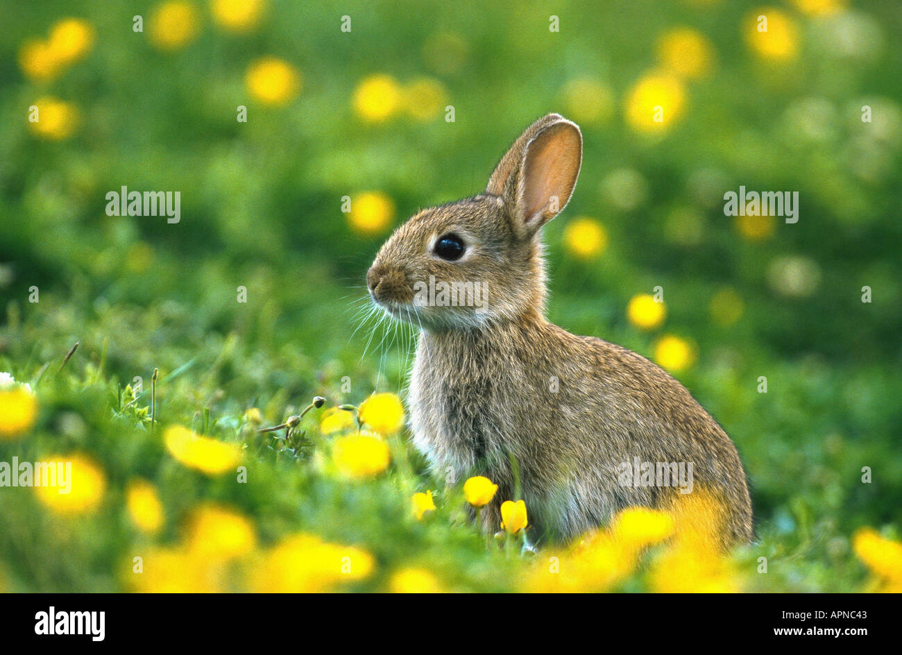 European rabbit (Oryctolagus cuniculus), on a meadow with flowers ...