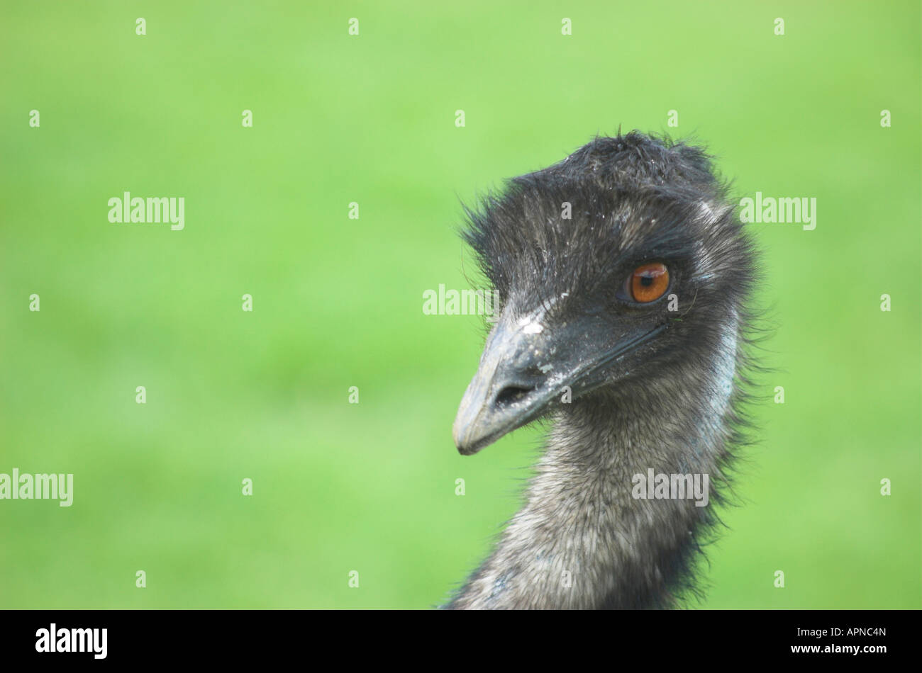 Portrait shot of the head of an Emu Stock Photo - Alamy