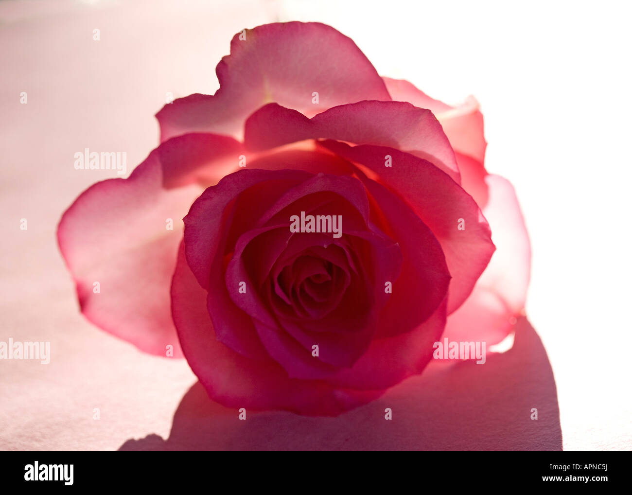 pink rose close up backlit flower Stock Photo - Alamy