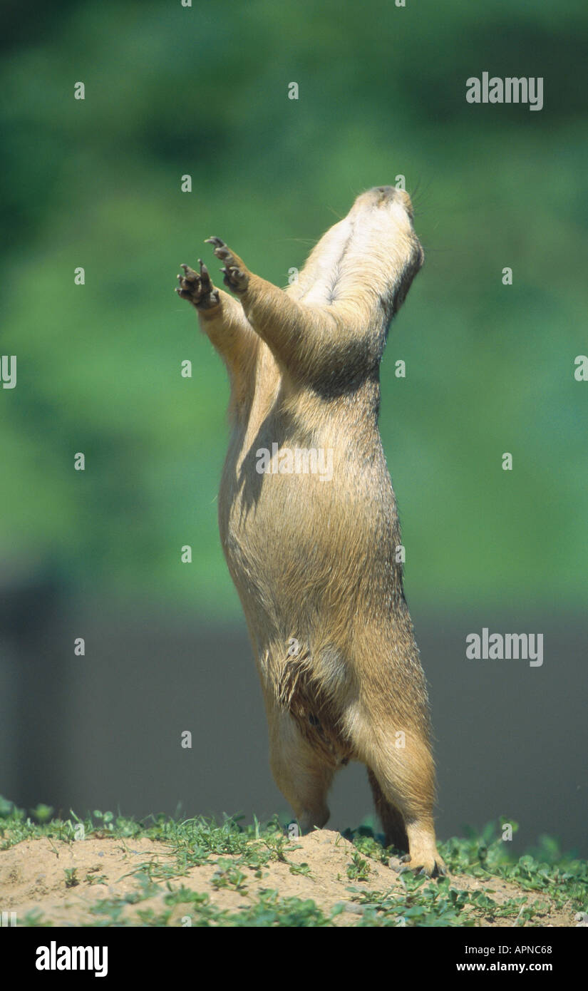 black-tailed prairie dog, Plains prairie dog (Cynomys ludovicianus ...