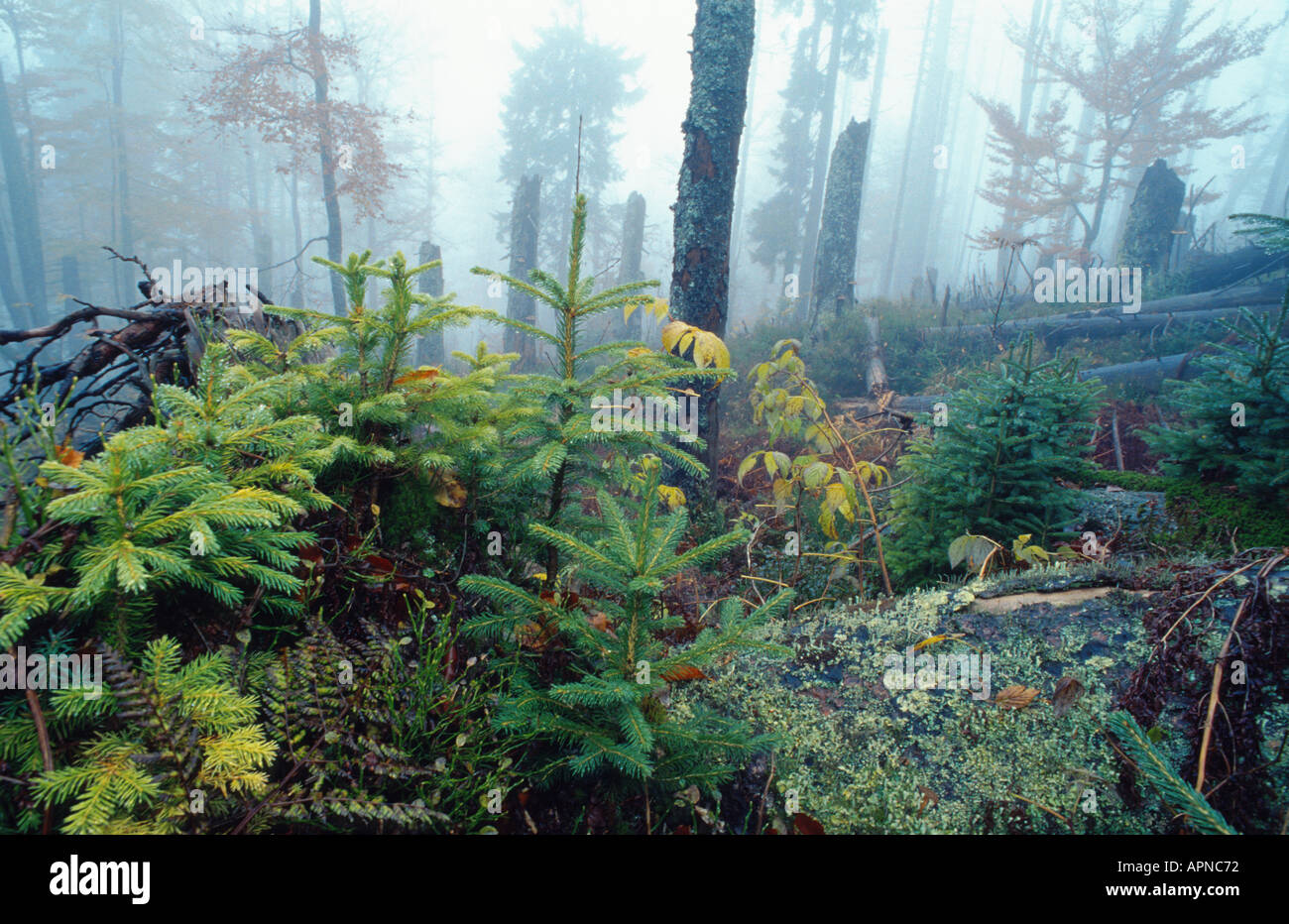forest dieback, spruce saplings, forest regeneration on bark beetle ...