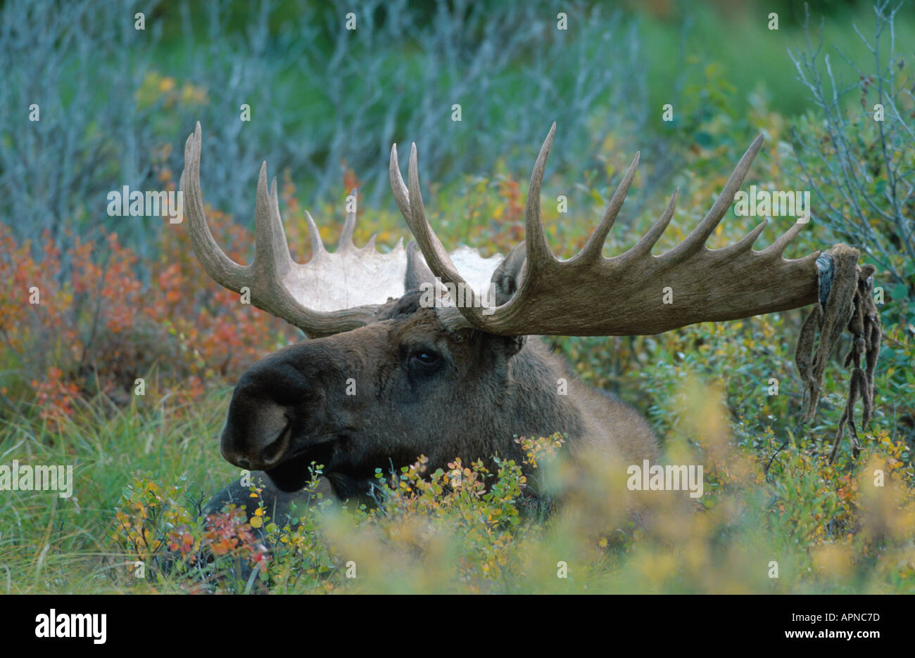 Alaska moose, Tundra moose, Yukon moose (Alces alces gigas), bull ...