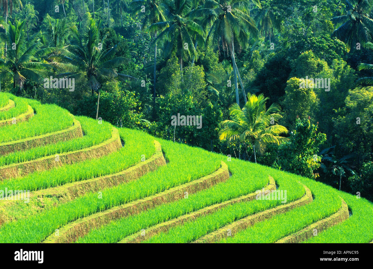 rice terraces, Indonesia, Bali, Antosari Stock Photo - Alamy