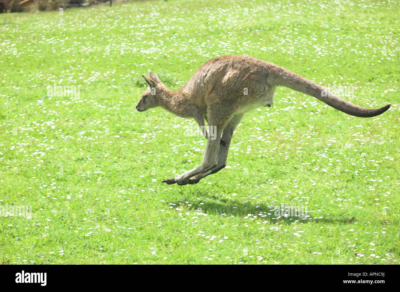 Tasmanian Forester Kangaroo leaping Stock Photo - Alamy