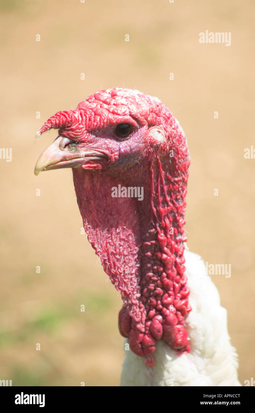 Portrait shot of the head of a Turkey Stock Photo - Alamy
