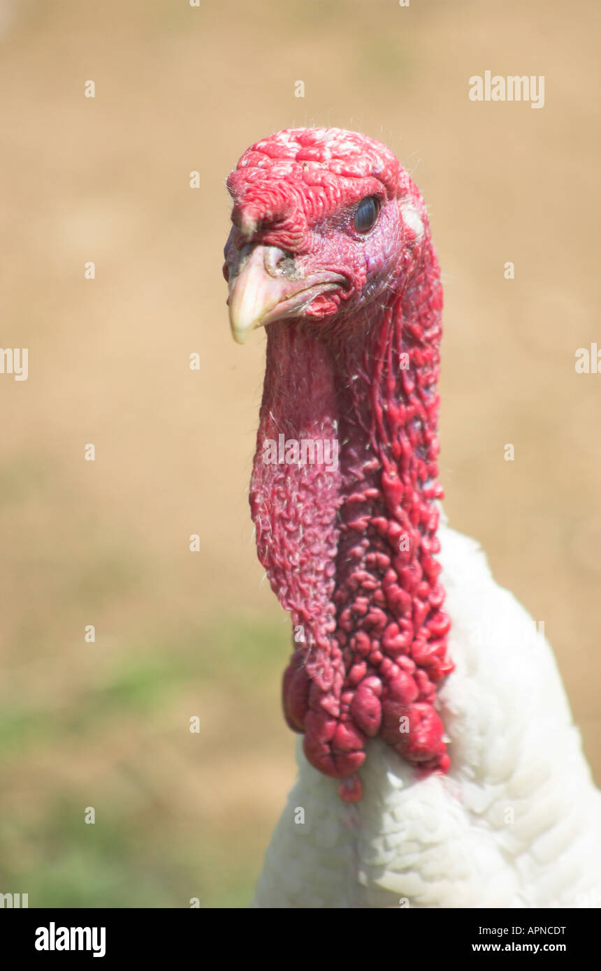 Portrait shot of the head of a Turkey Stock Photo - Alamy