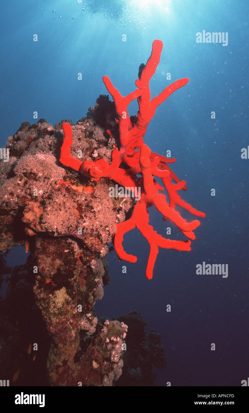 magnificent fire sponge (Latrunculia magnifica Stock Photo - Alamy