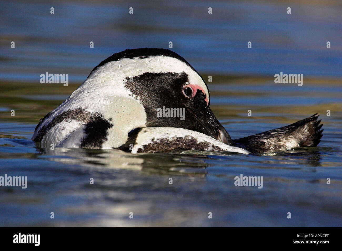 African Penguin floating and preening in sea in South Africa Stock ...