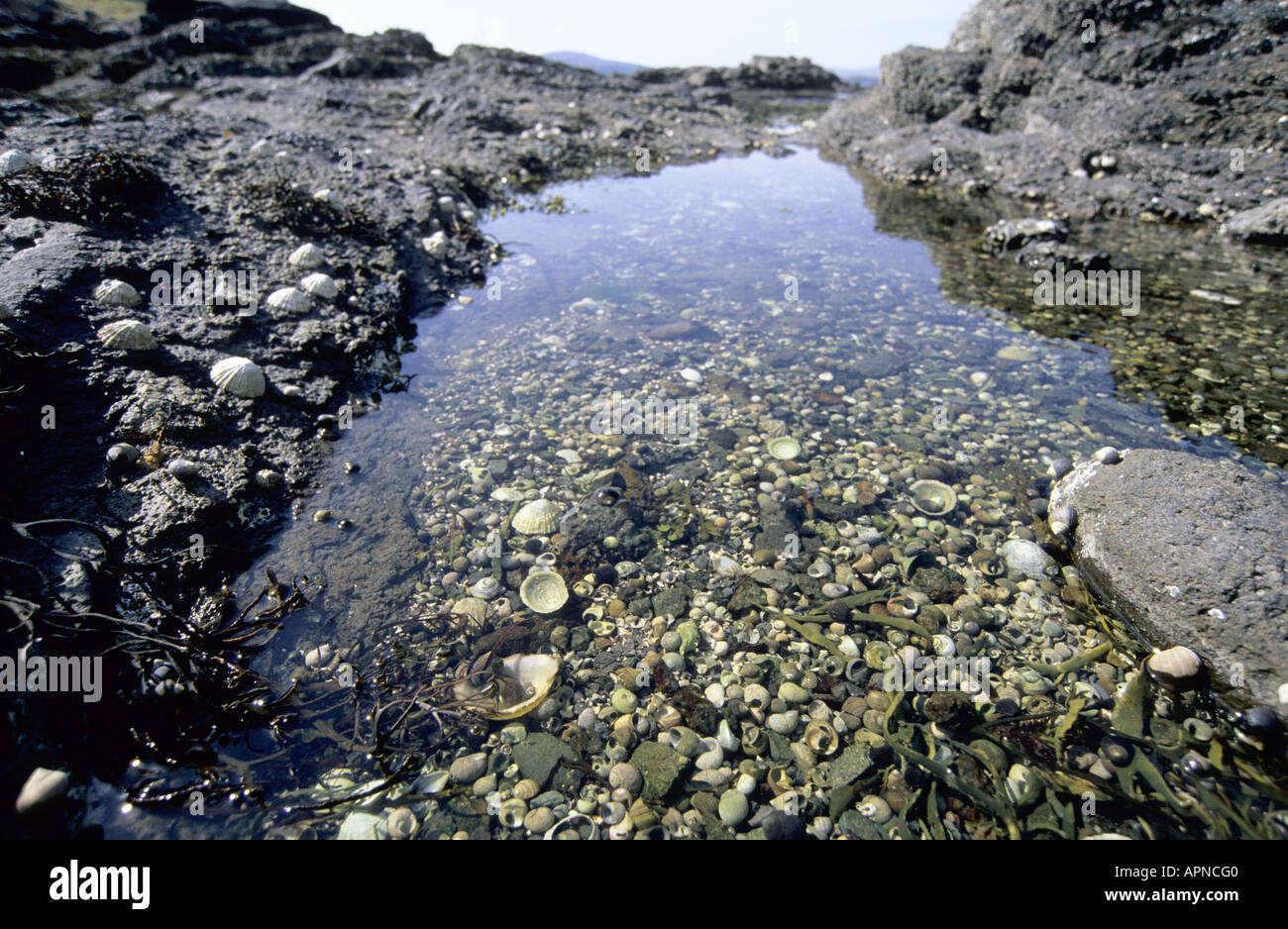 Saltwater Rock pool on the sound of Mull Scotland UK May Stock Photo ...