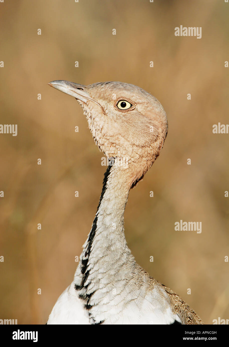 Buff crested bustard hi-res stock photography and images - Alamy