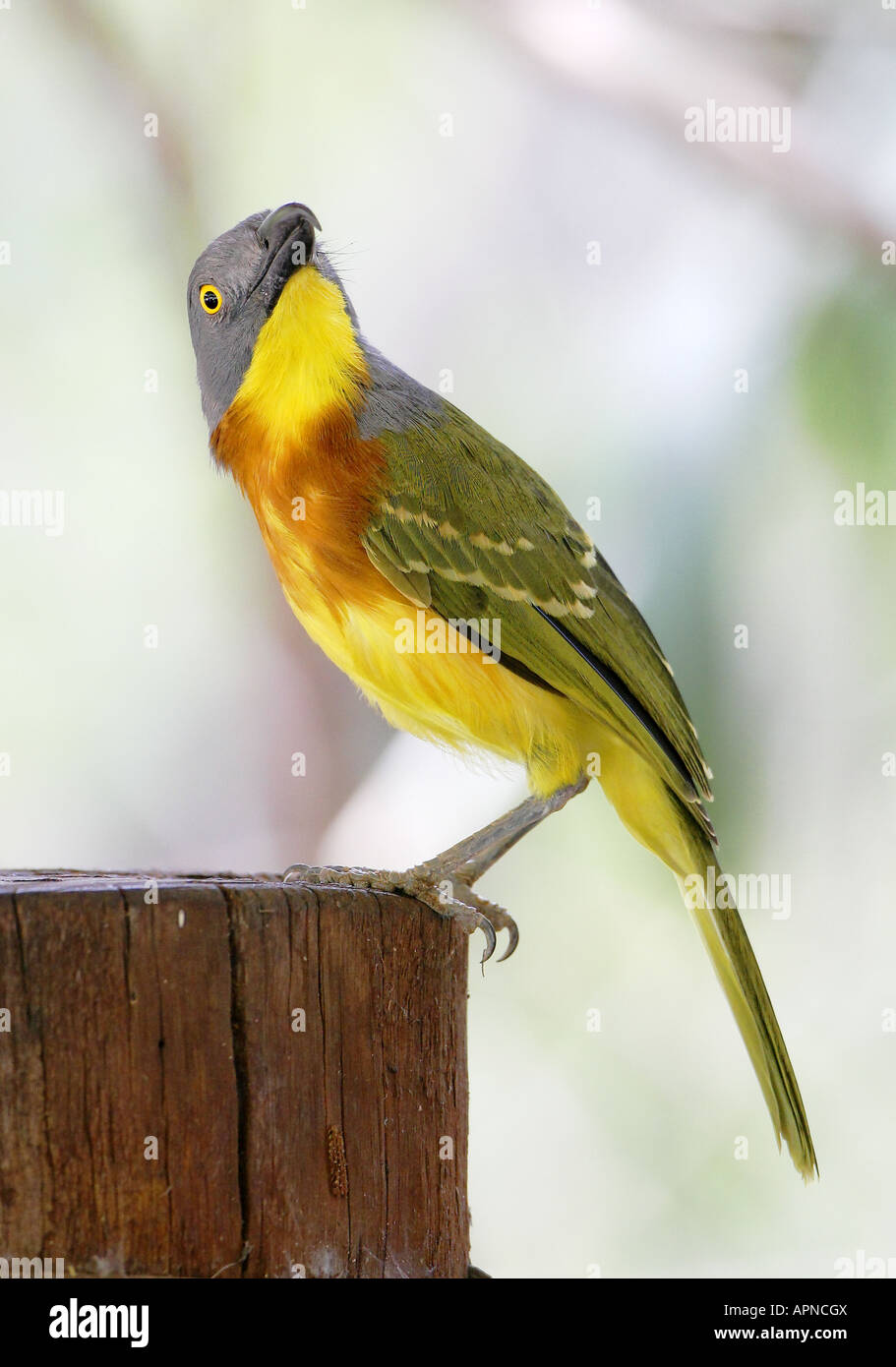 Grey headed Bush Shrike Samburu Kenya Stock Photo - Alamy
