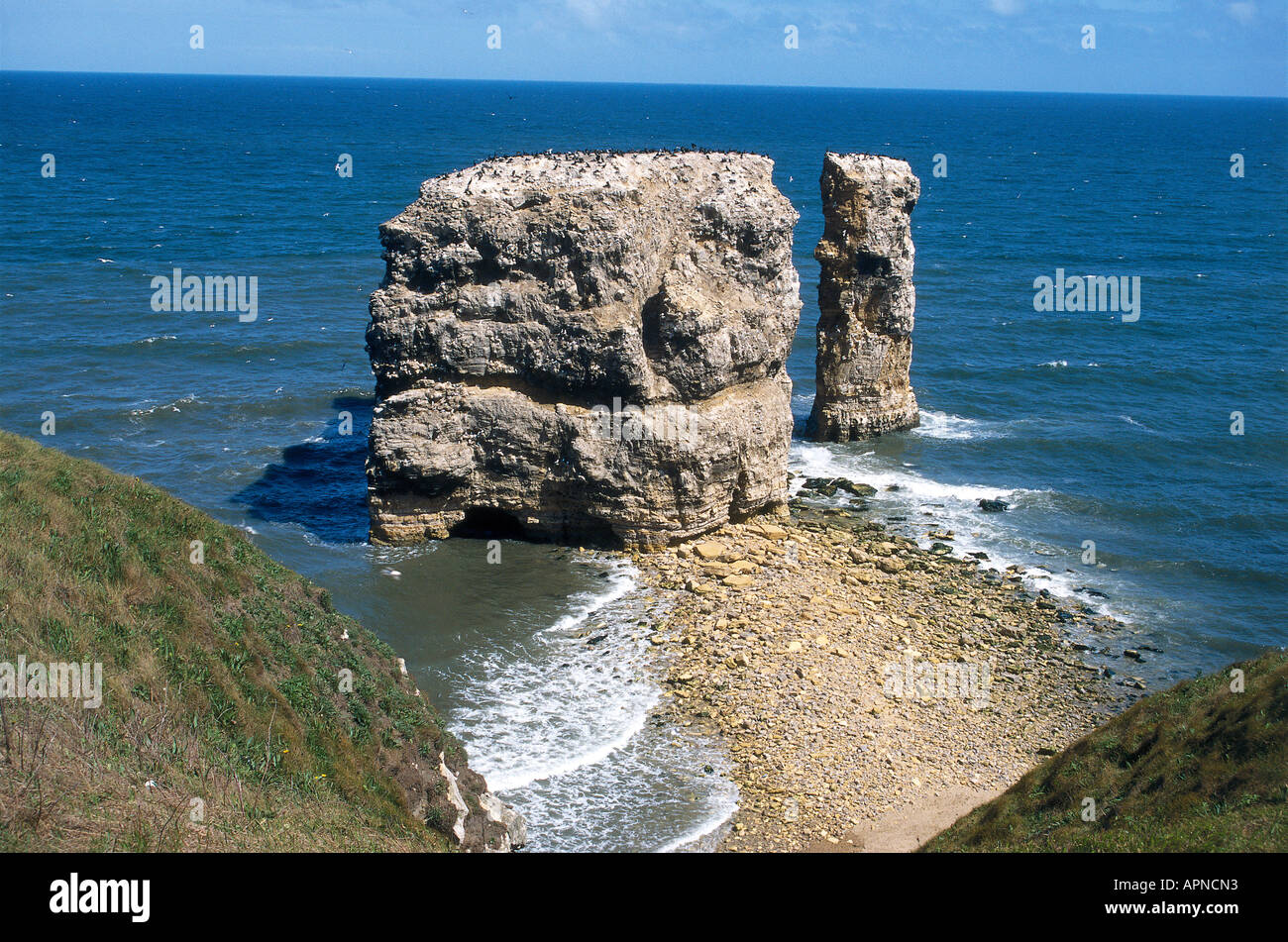 Marsden Rock and its birds Stock Photo - Alamy