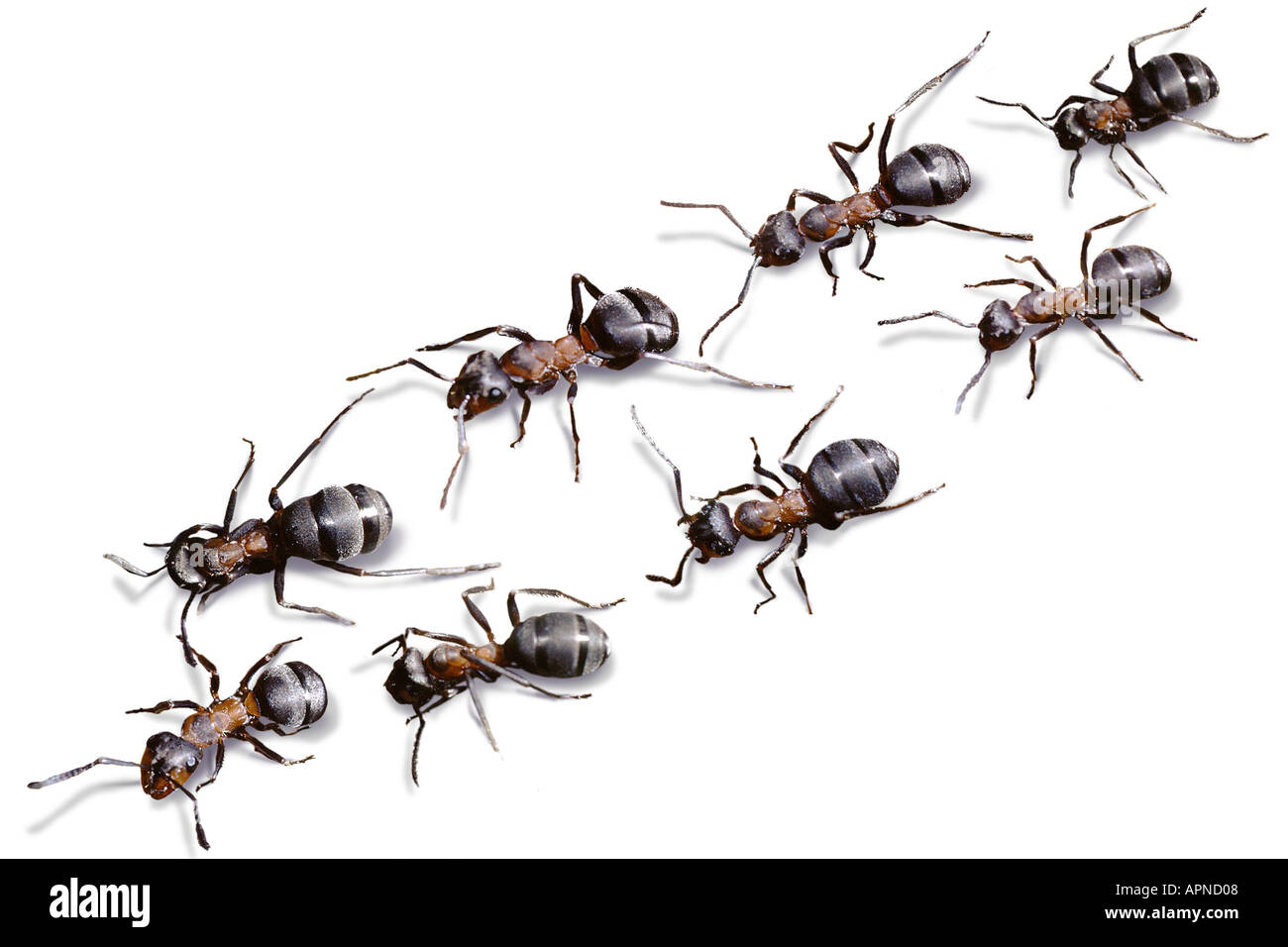 Formica rufa group Cut Out Stock Images & Pictures - Alamy