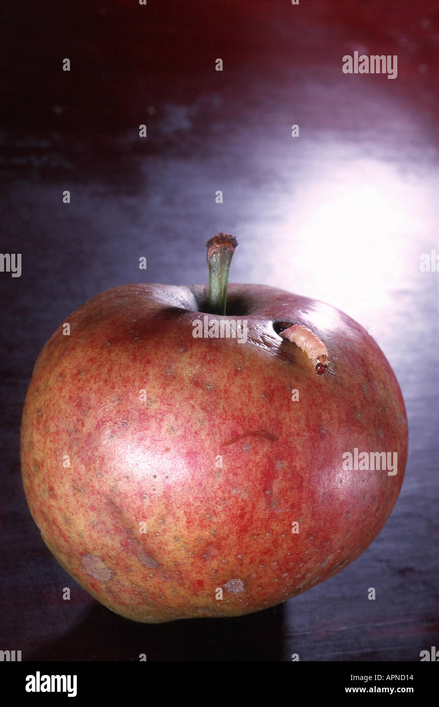 Apple moth codling moth codlin hi-res stock photography and images - Alamy