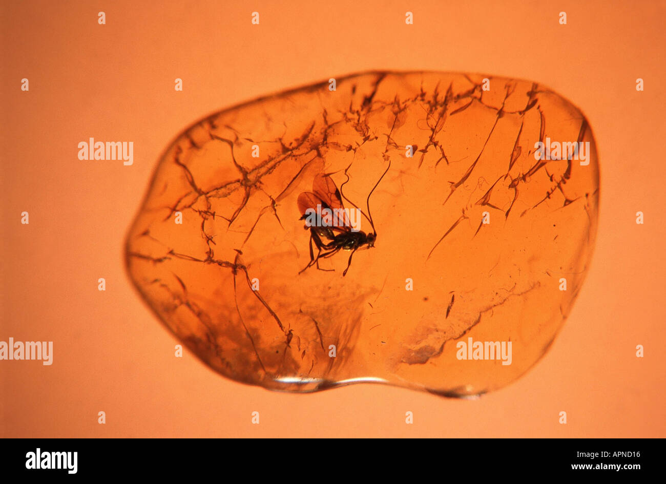 Insect amber hi-res stock photography and images - Alamy