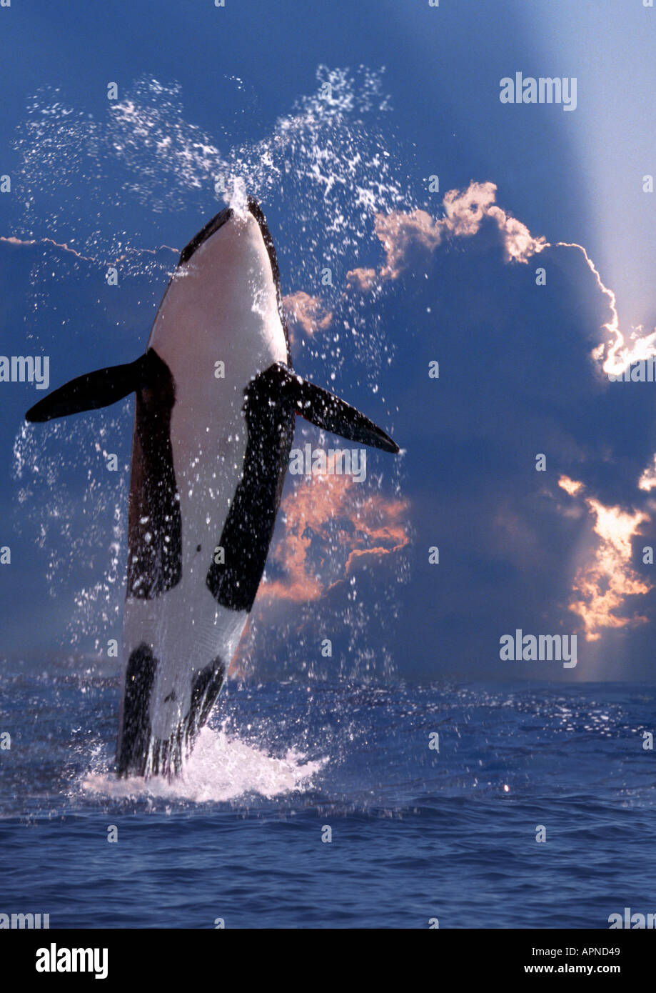 orca, great killer whale, grampus (Orcinus orca), jumping, composing ...