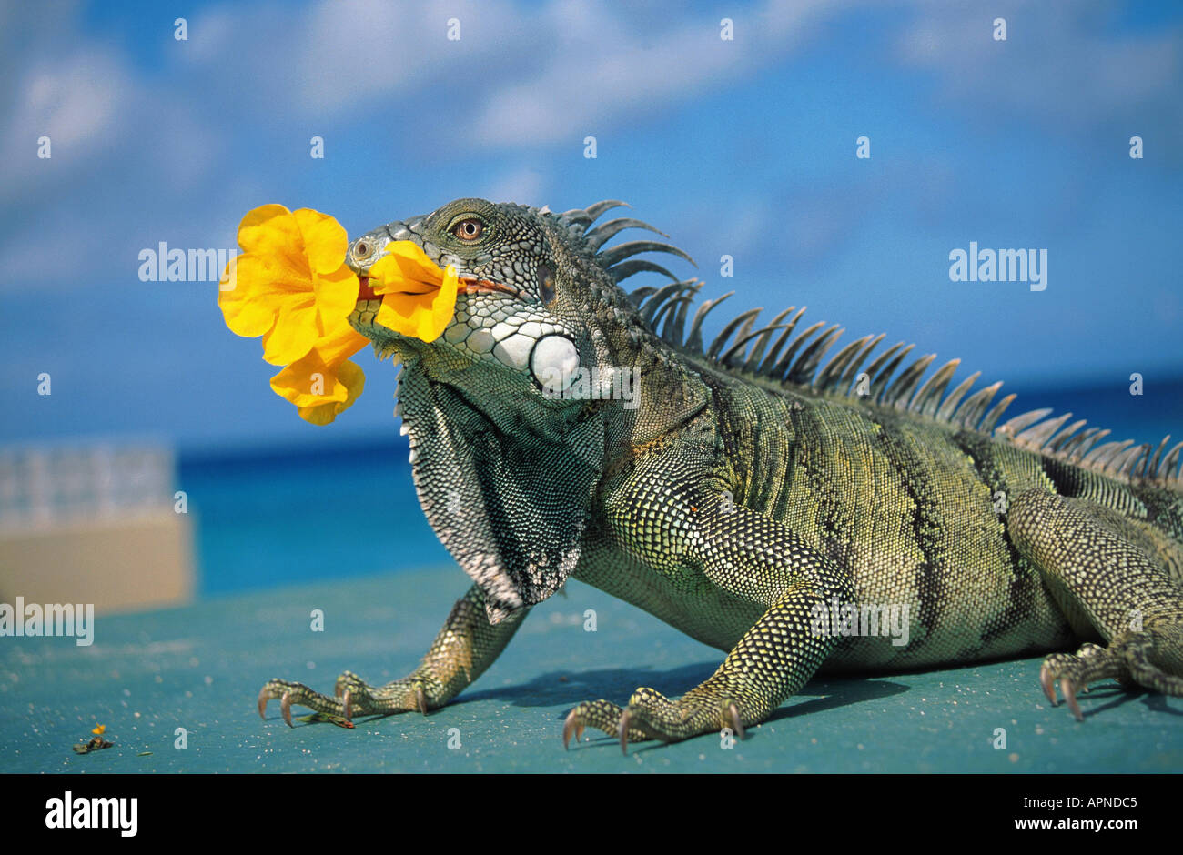 green iguana, common iguana (Iguana iguana), with blossom in mouth ...