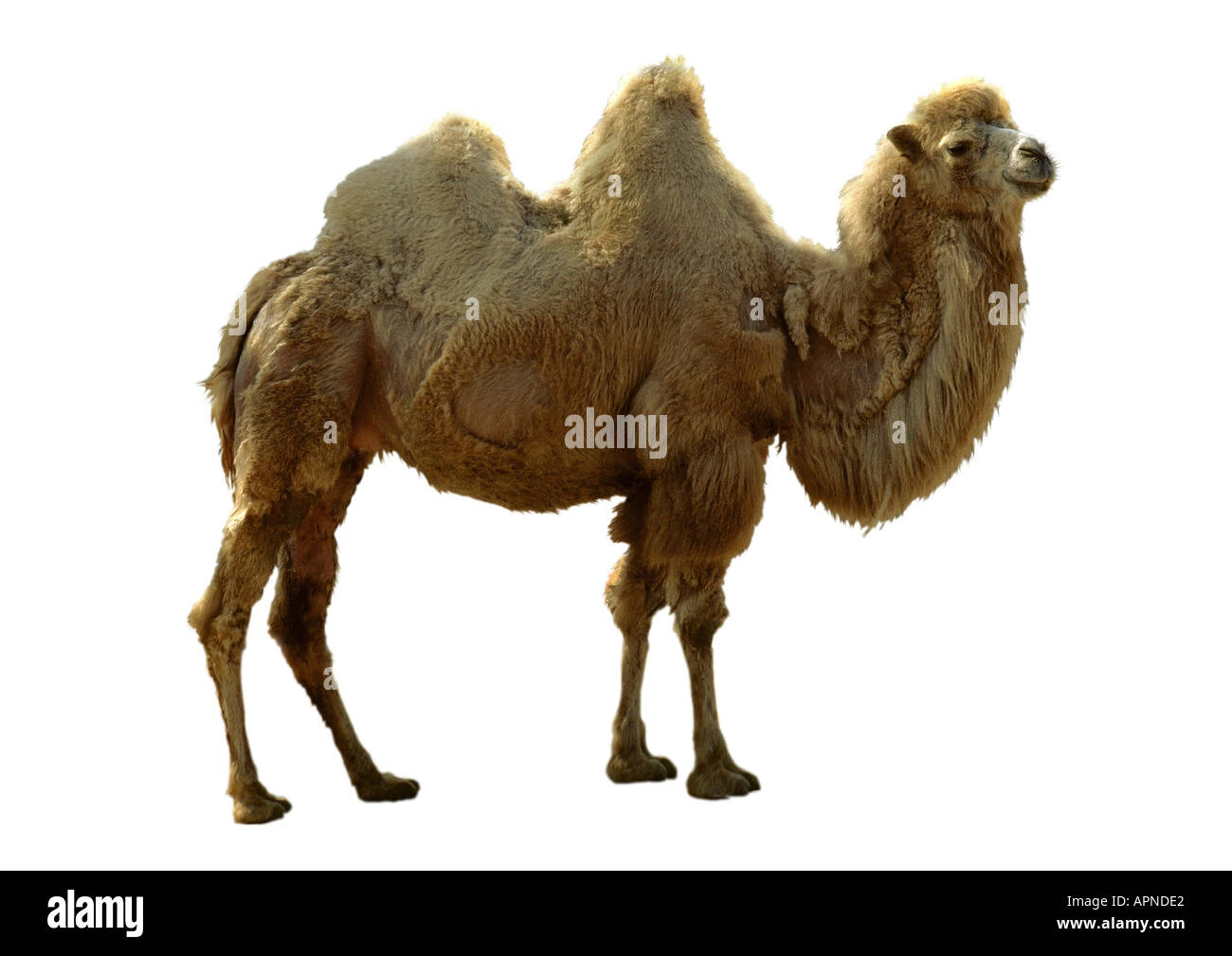 Two humped camel Cut Out Stock Images & Pictures - Alamy
