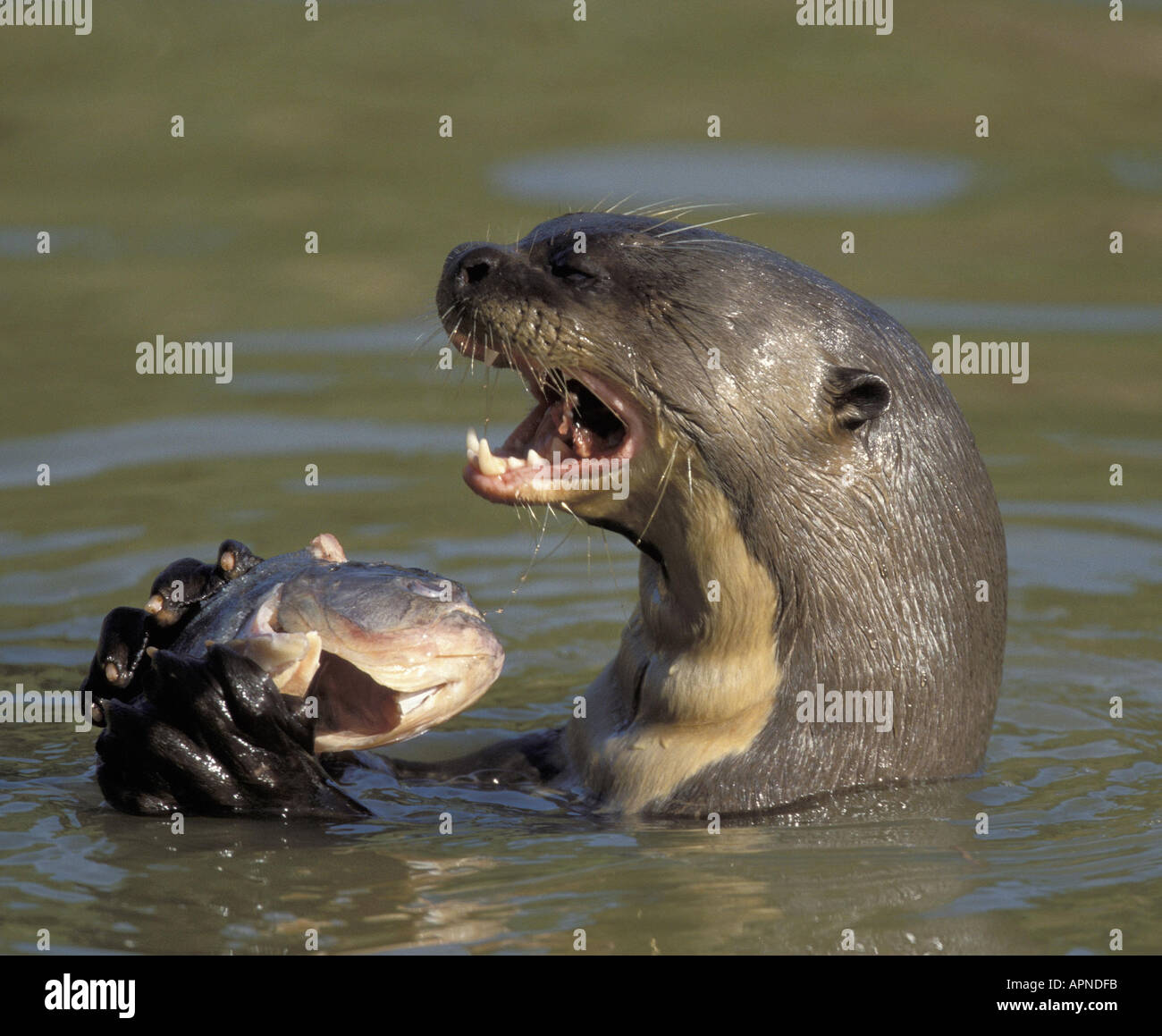 giant otter (Pteronura brasiliensis), feeding on fish, portrait, eyes ...