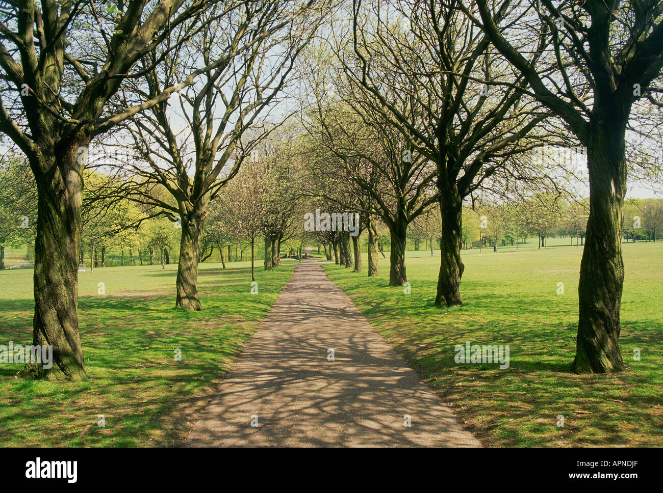 A tree lined path at Walsall arboretum Stock Photo - Alamy