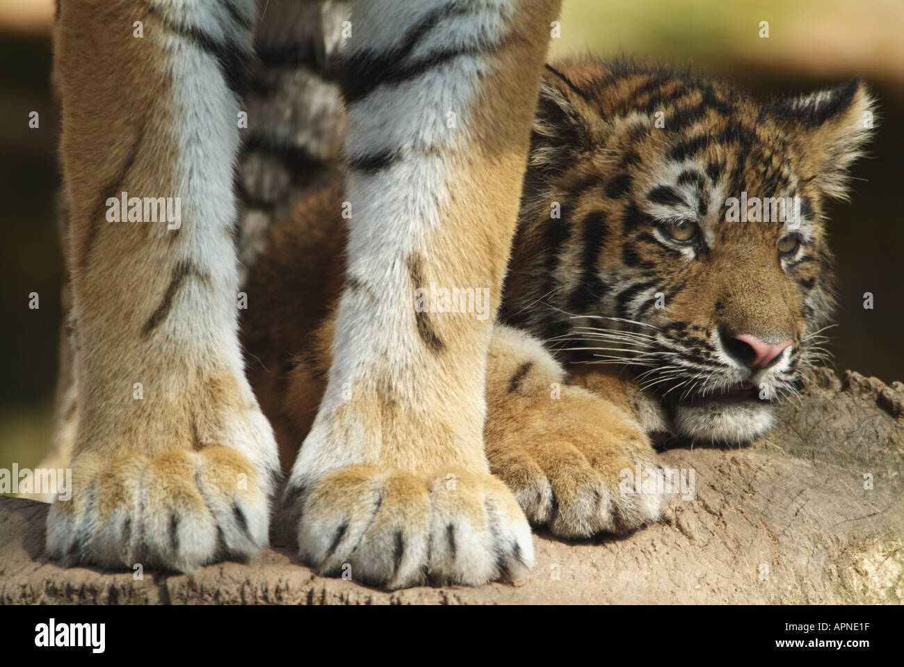 Tiger leg hi-res stock photography and images - Alamy