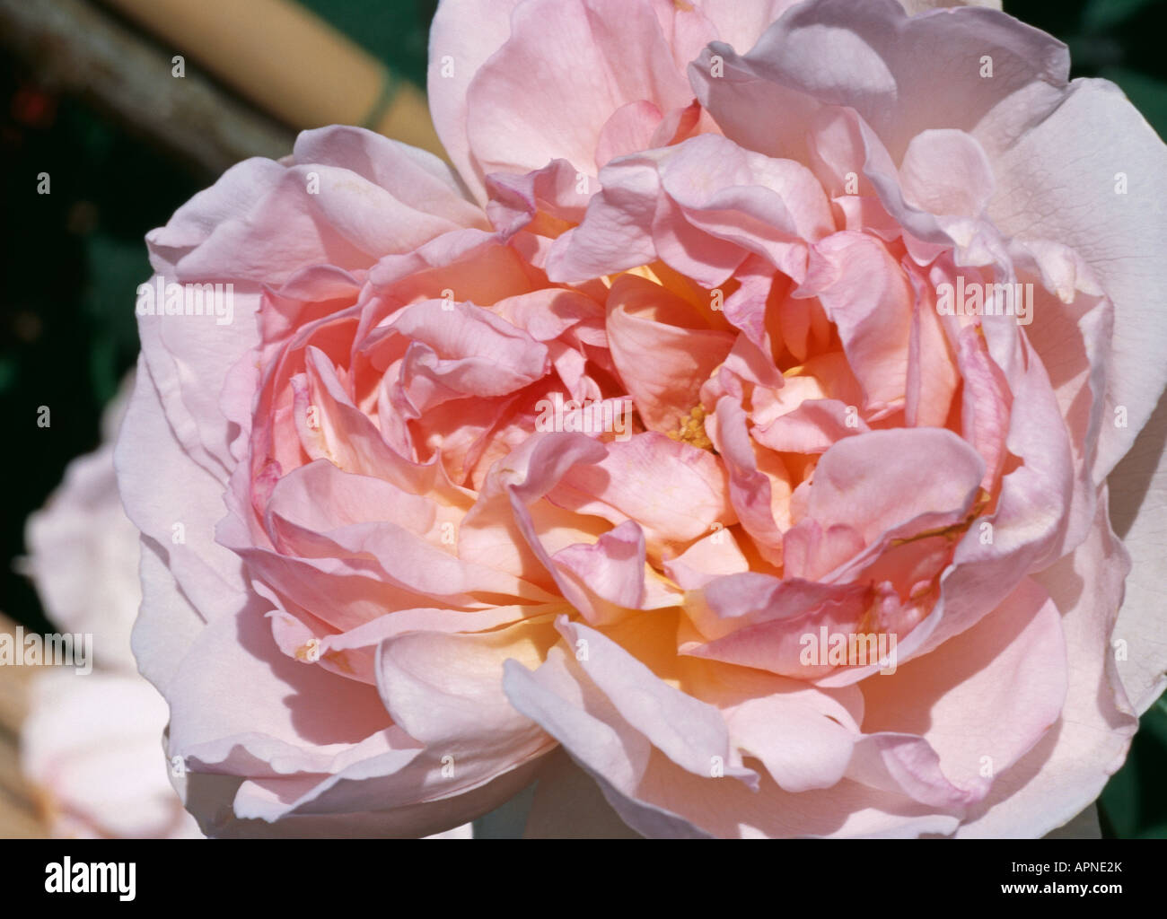 Rosa pale pink tenderness shy and flirtatious Stock Photo - Alamy