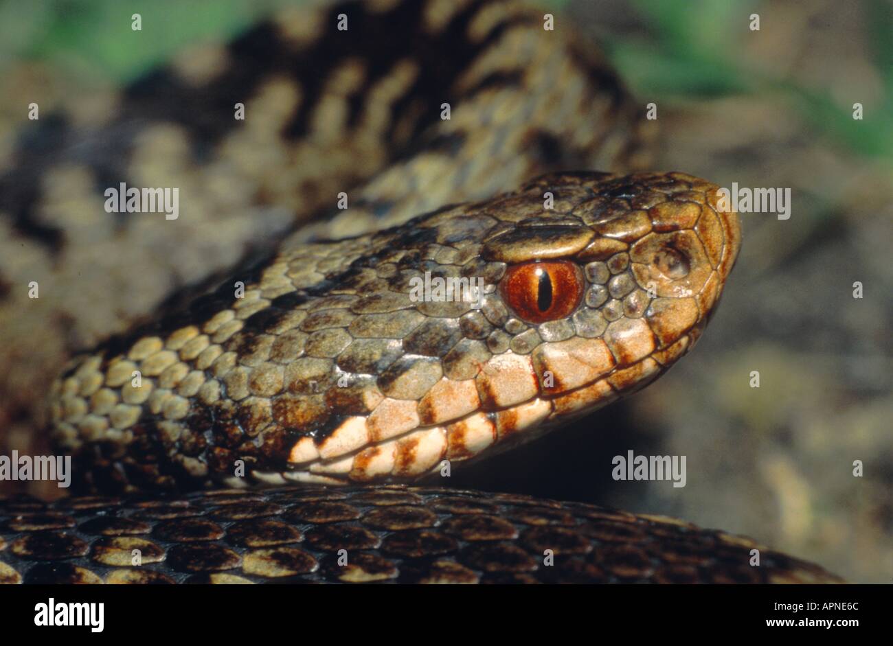 adder, common viper, common European viper, common viper (Vipera berus ...