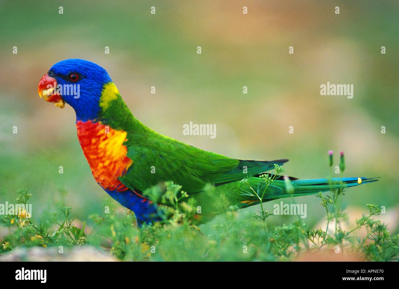 rainbow lory (Trichoglossus haematodus, Trichoglossus haematodus ...