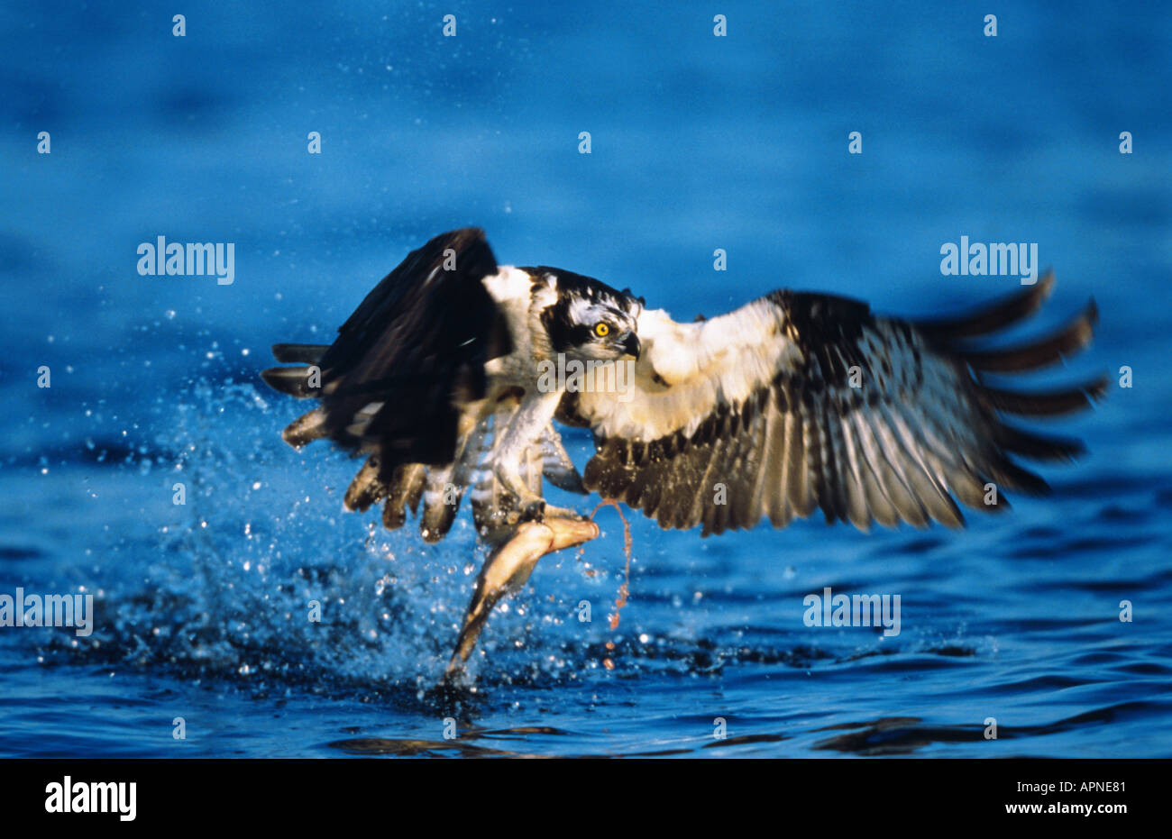 osprey, fish hawk (Pandion haliaetus), holding caught fish wih his ...