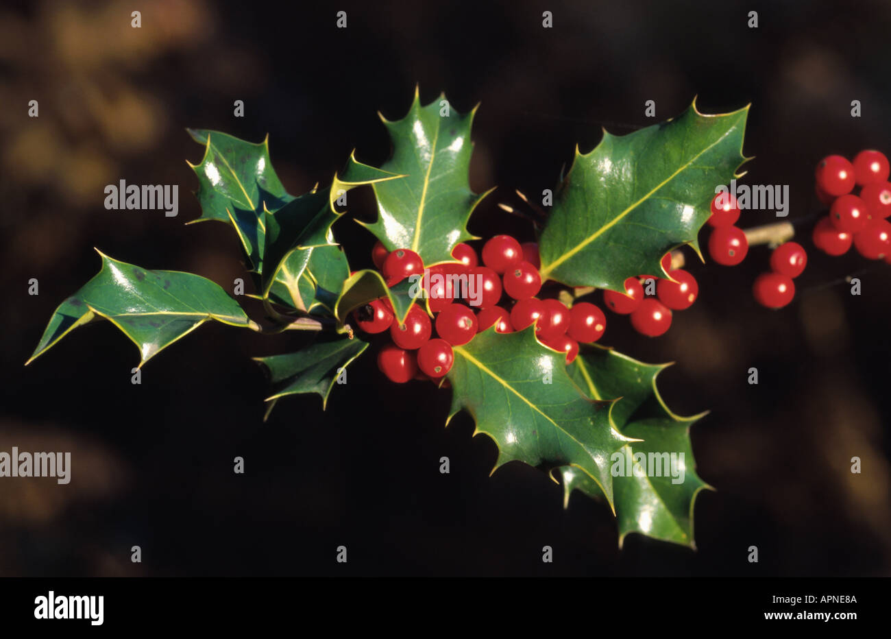 common holly, English holly (Ilex aquifolium), twig with fruits Stock ... common holly, English holly (Ilex aquifolium), twig with fruits Stock ...