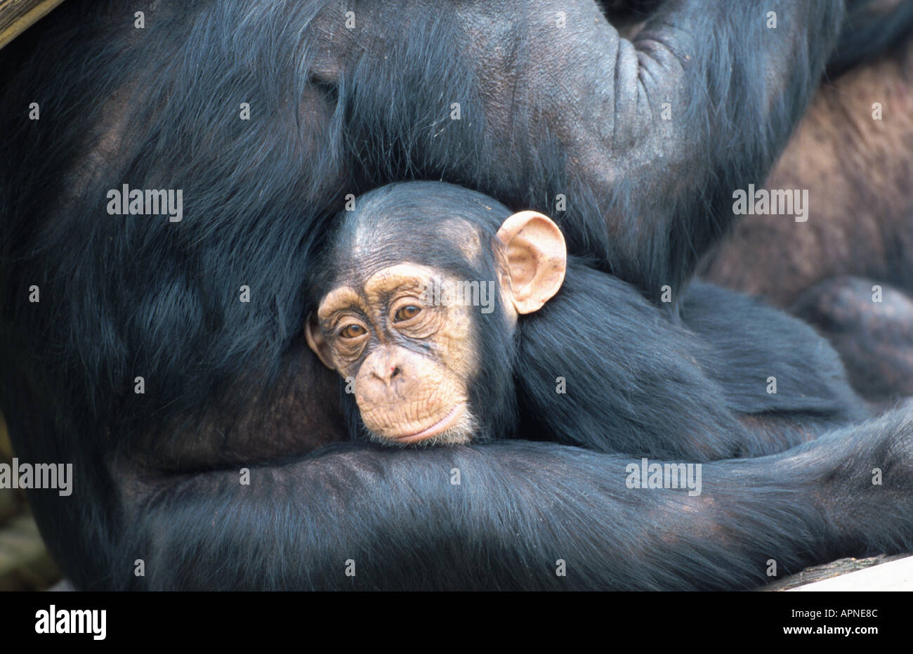 common chimpanzee (Pan troglodytes Stock Photo - Alamy
