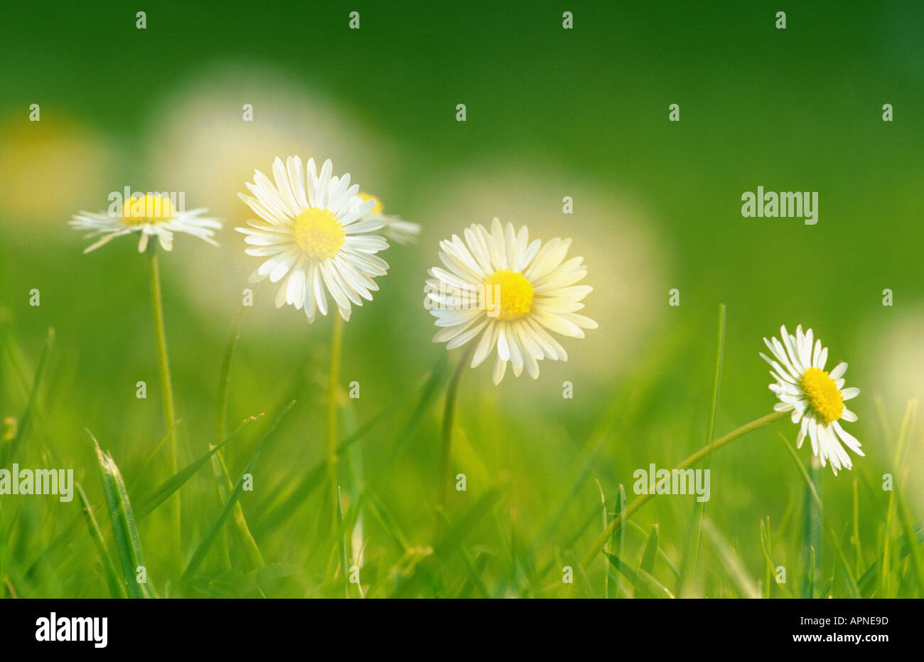 common daisy, lawn daisy, English daisy (Bellis perennis), blooming ...