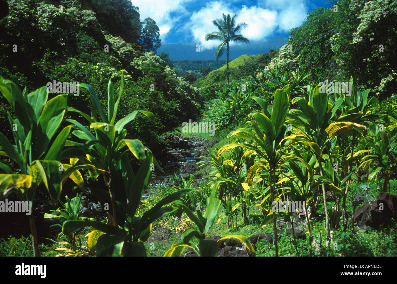 Hawaii ecosystems hi-res stock photography and images - Alamy