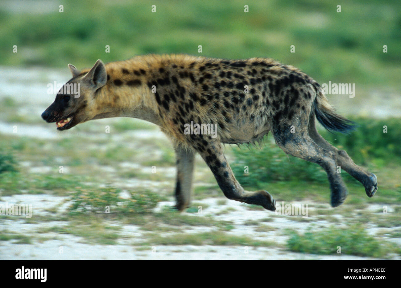 Side view running hyena hi-res stock photography and images - Alamy