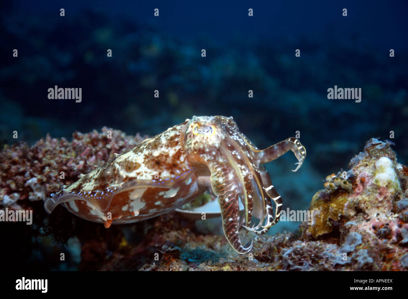 The Reef Cuttlefish matches his color and texture to the surrounding ...