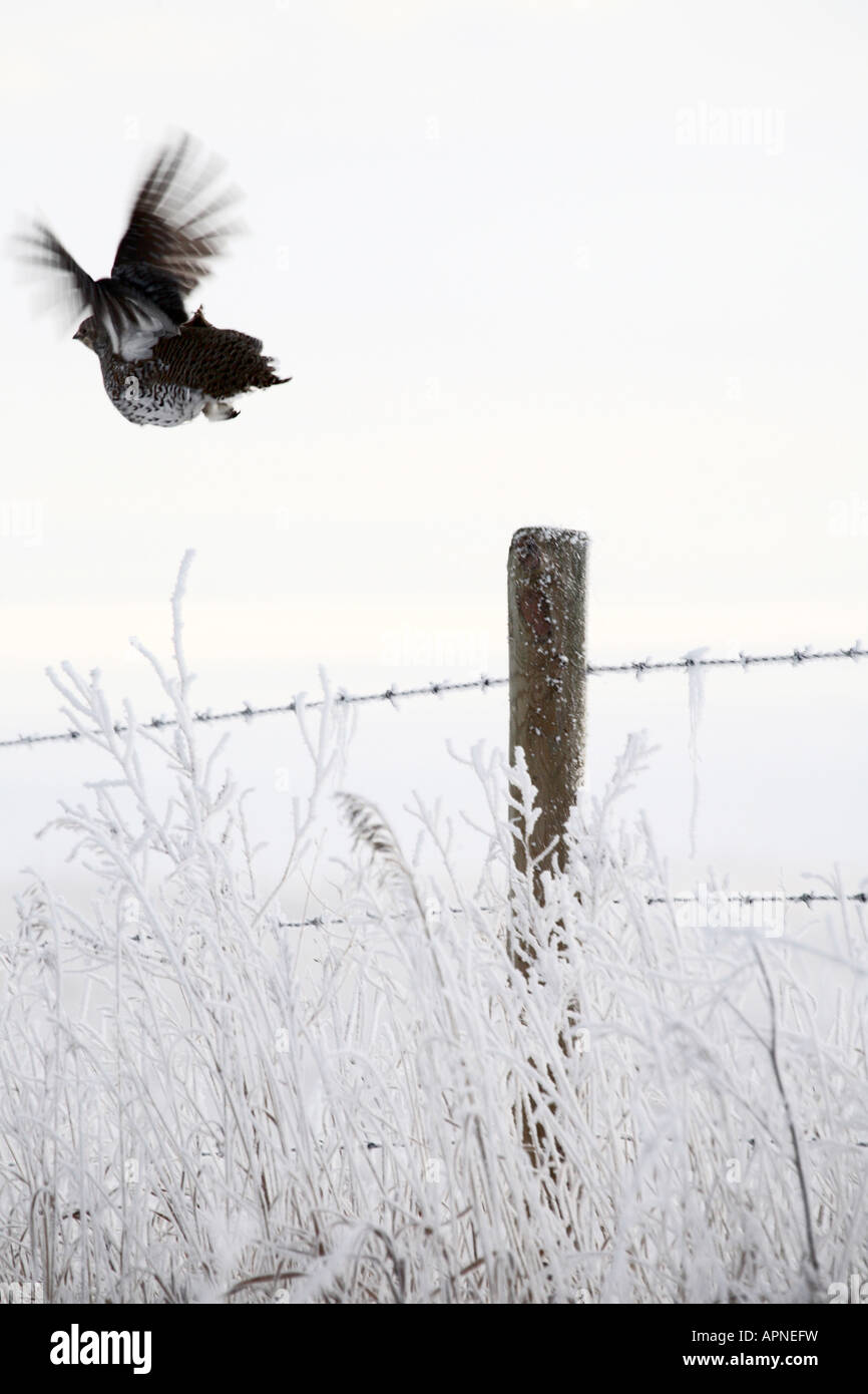 Sharp tailed Grouse in flight Stock Photo - Alamy