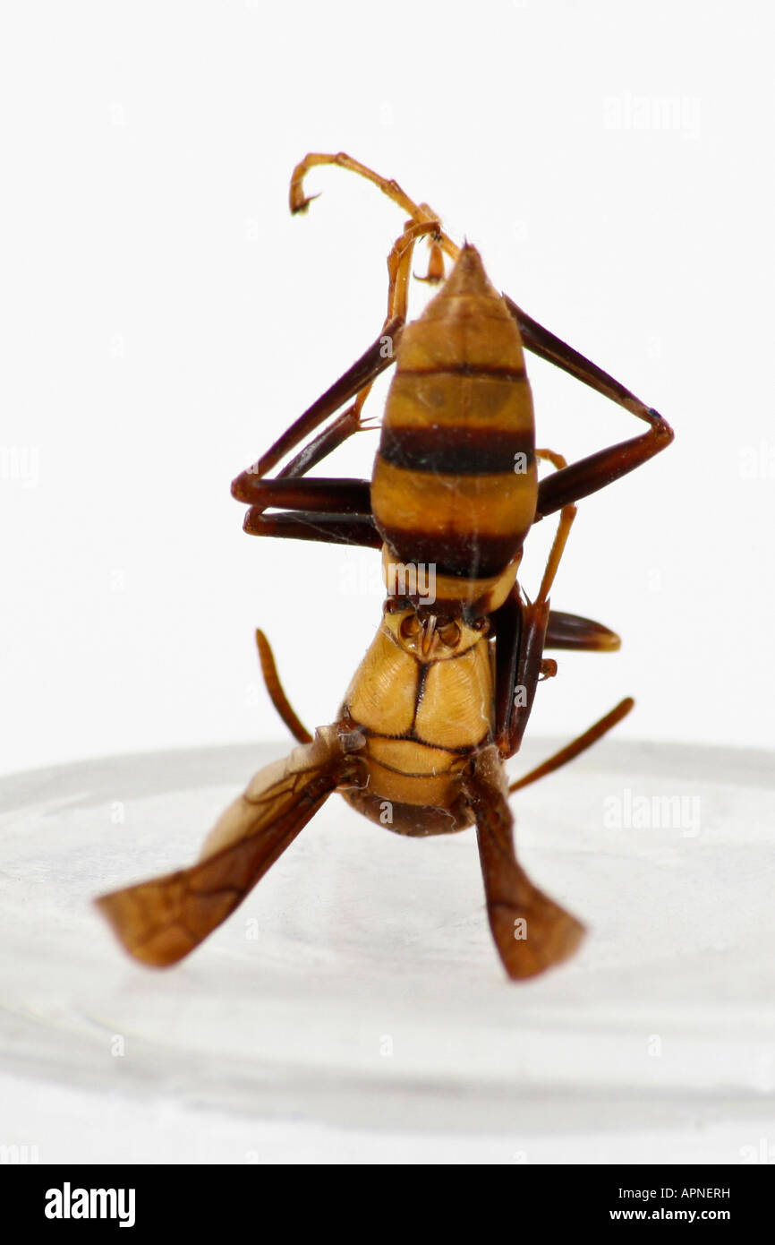 Wasp Bee Hornet Stock Photo - Alamy
