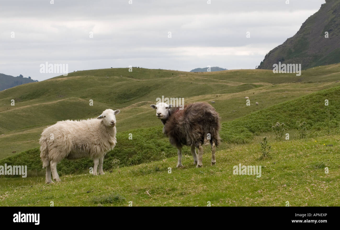 Upland farm sheep hi-res stock photography and images - Alamy
