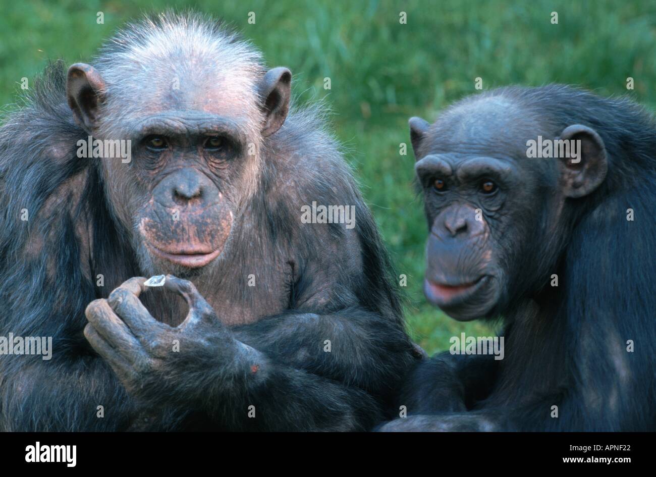 common chimpanzee (Pan troglodytes Stock Photo - Alamy
