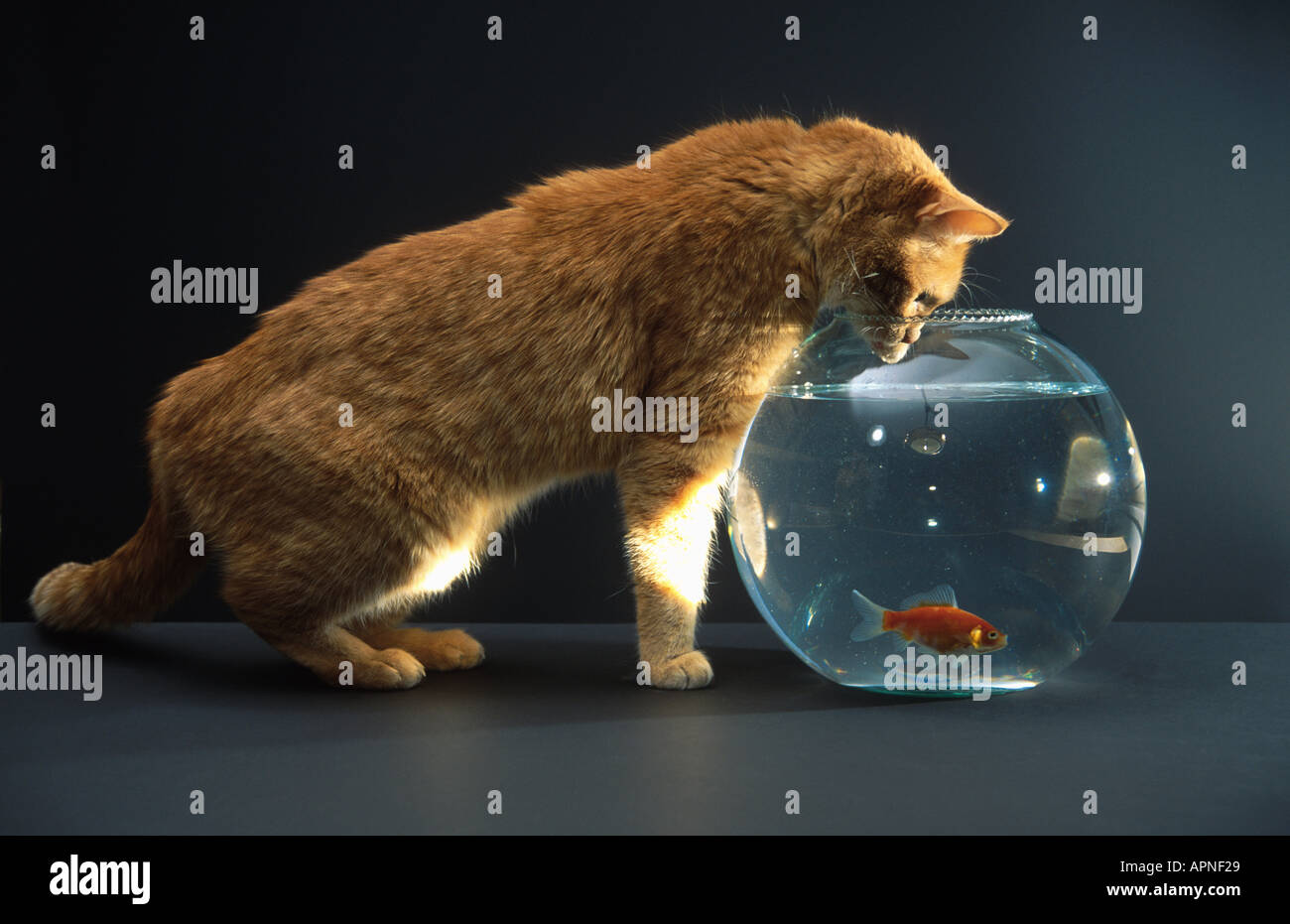 Cat and goldfish hi-res stock photography and images - Alamy