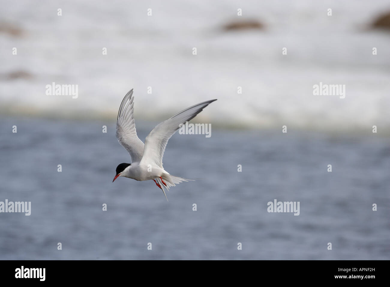 alaska north slope near barrow arctic tern in flight Sterna paradisaea ...