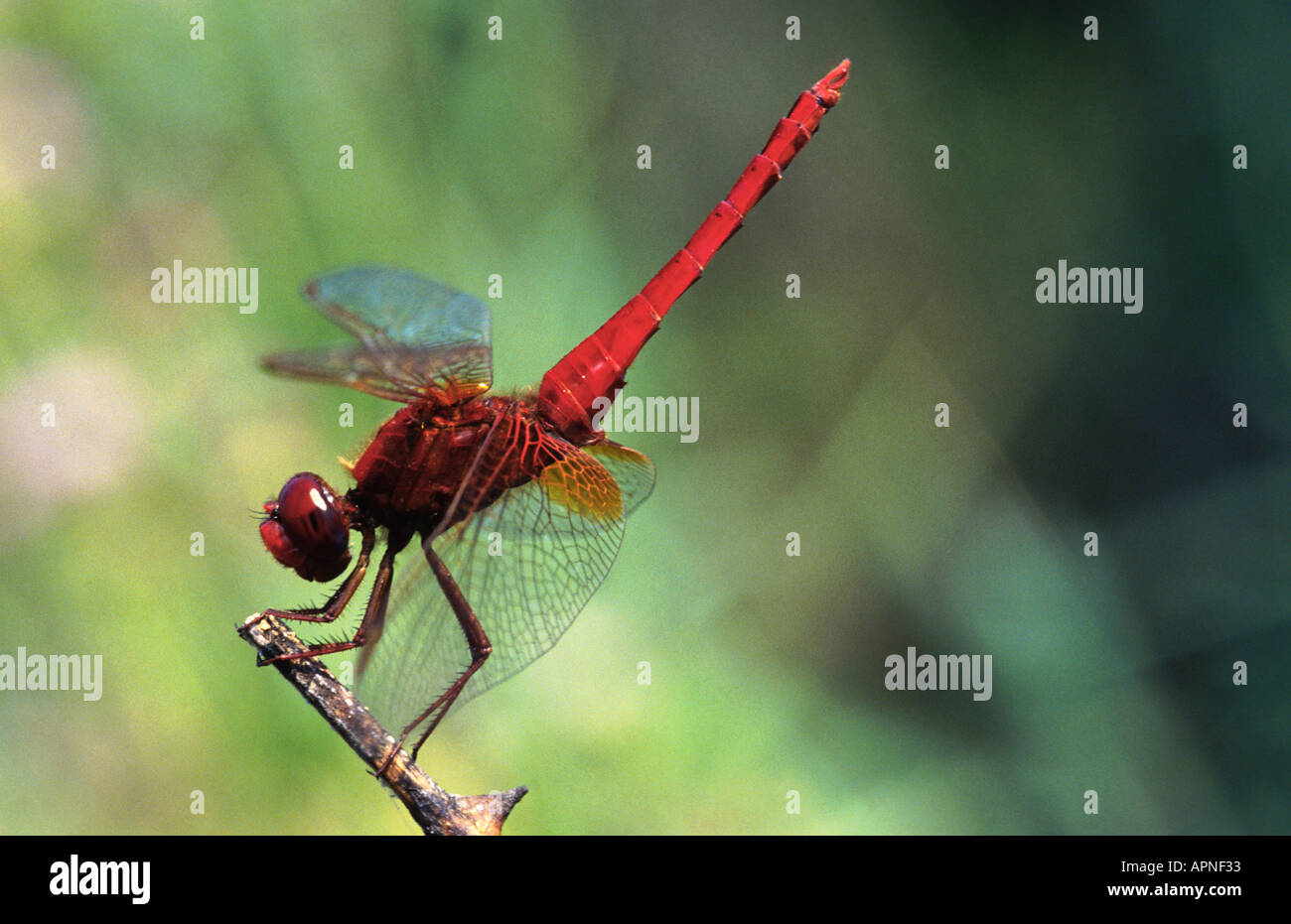Greek dragonflies hi-res stock photography and images - Alamy