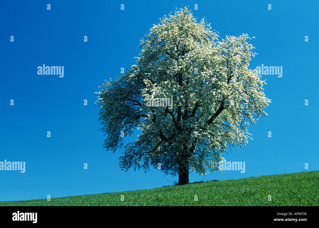 Large pear hi-res stock photography and images - Alamy
